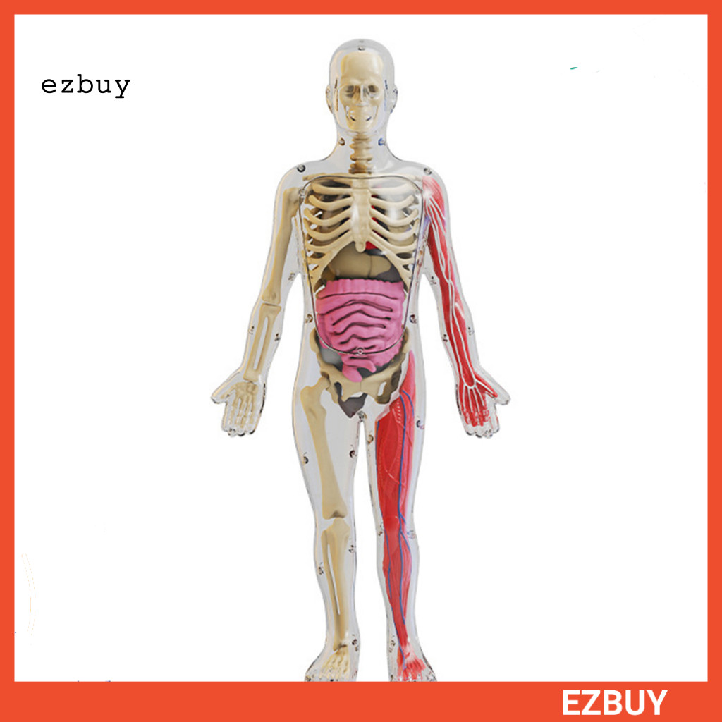 [EY] Realistic Anatomy Model Diy Organ Model Kit Interactive Glow-in ...