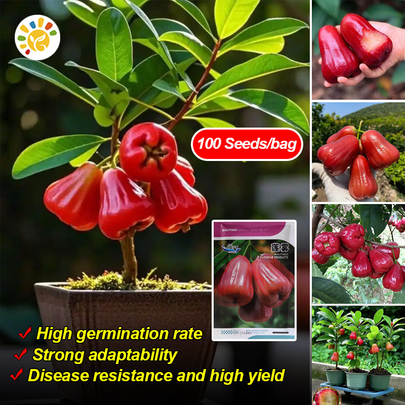 High Yield Red Wax Apple Seeds (25pcs/pack) Rare Dwarf Wax Apple Tree ...
