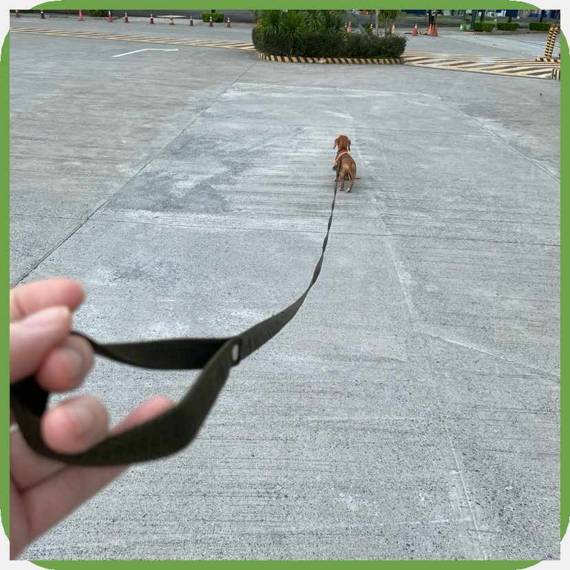 Long;d>Leash/Tg$for]BF#Dog]dO#Heavy]FF#Duty]dM#16ft]TE#5m]xM#Tracking ...