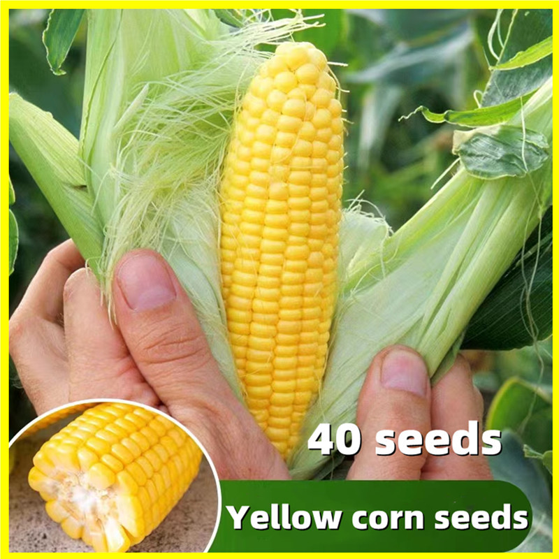 Yellow Corn Seed 40Seeds Sweet Corn Seeds for Planting Corn Plant Seed ...