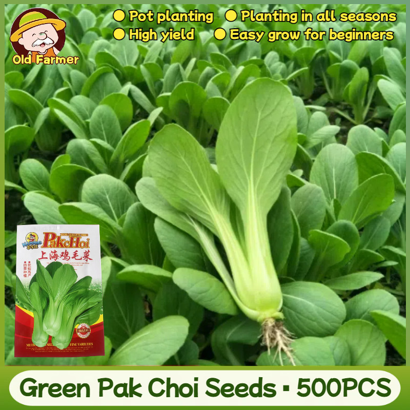 Green Pakchoi Seeds Chinese Pechay Seeds (500pcs) Organic Chinese Pak ...