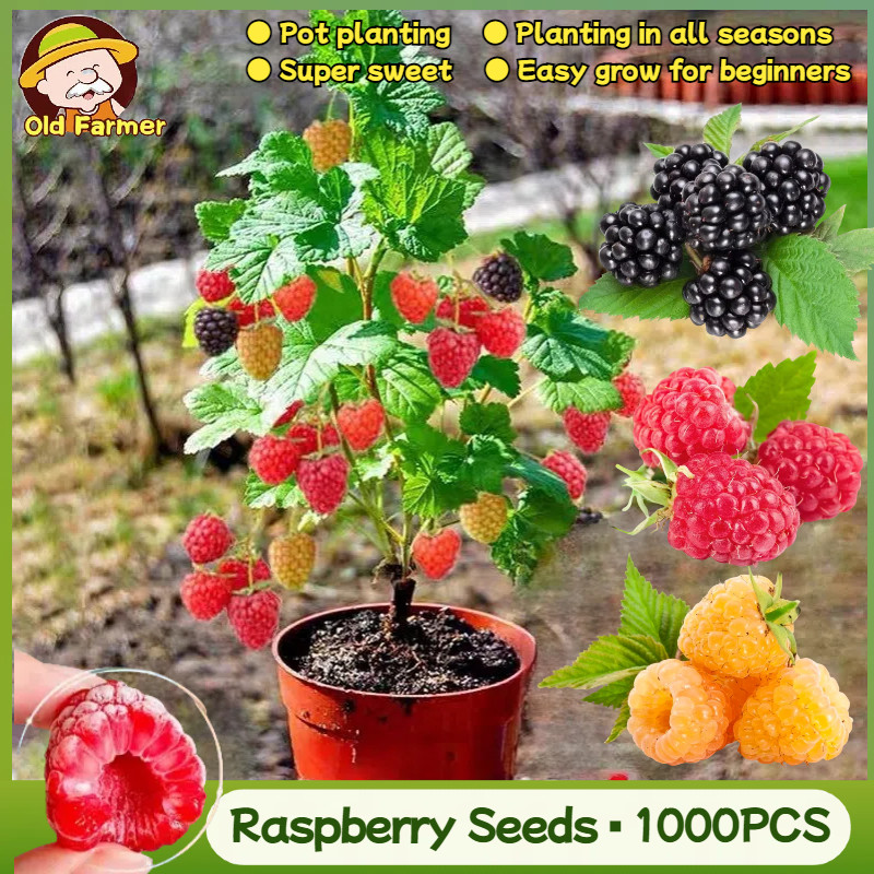 Fresh Mixed Raspberry Seeds (High Germination,1000pcs) Legit Raspberry ...