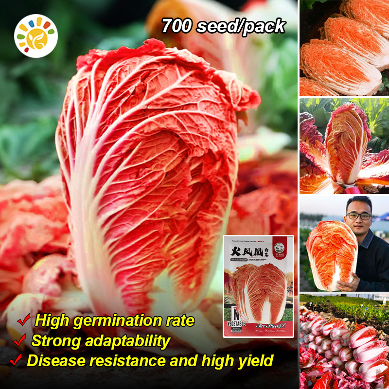 100% Fresh Rare Fire Phoenix Chinese Cabbage Seeds (700 pcs/pack) High ...