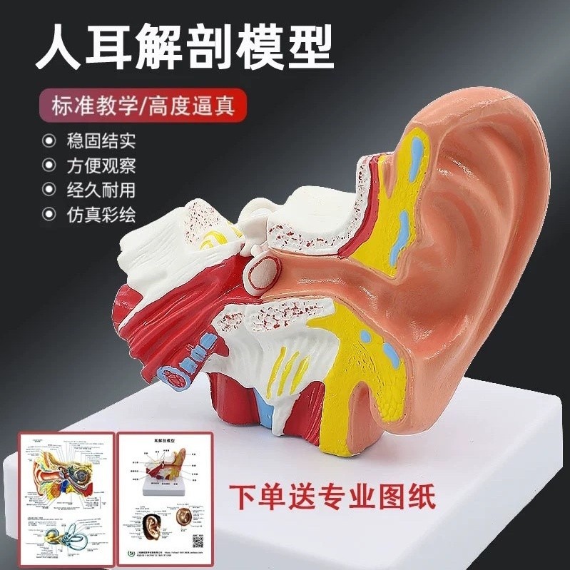Ear Model Human Ear Anatomy Ear Cleaning Teaching Training Ent Teaching ...