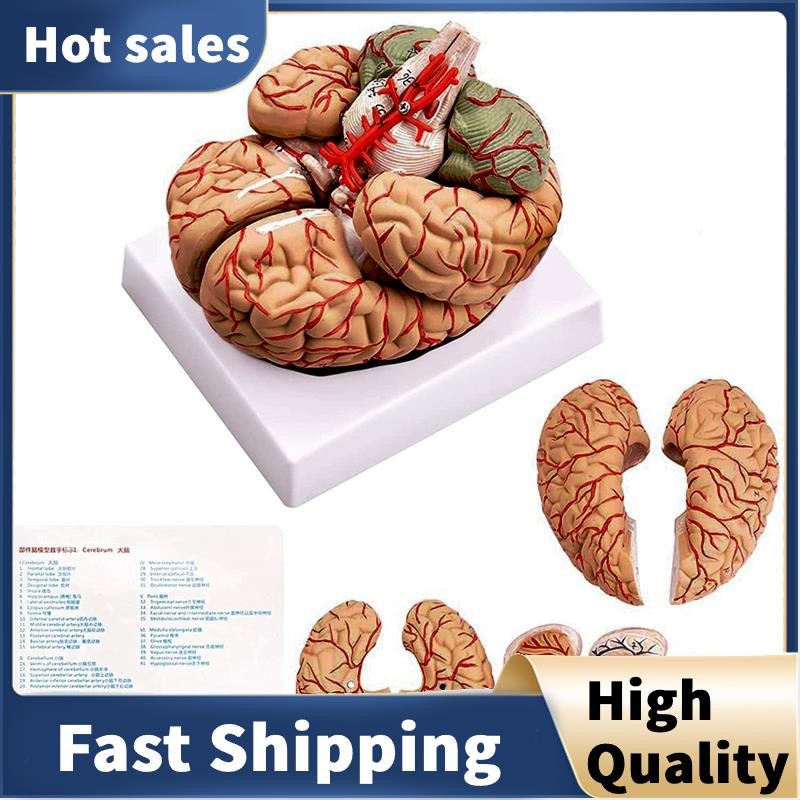 In Promotion Human Brain Model,Life Size Human Brain Anatomy Model with ...