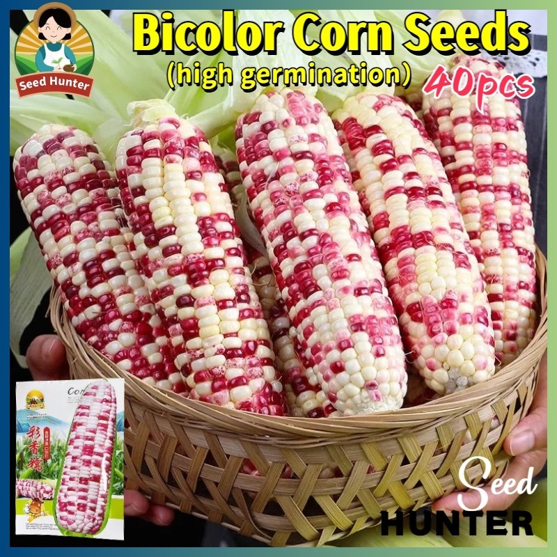 Bi-color Corn Seeds for Planting (40 Seed) Sweet Waxy Corn Seeds Cereal ...