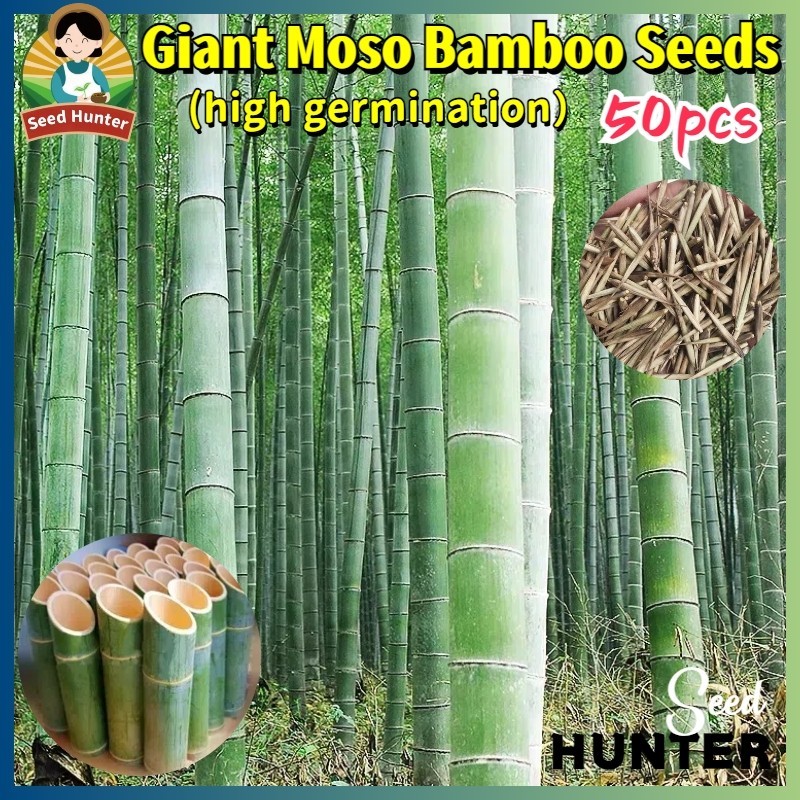 100% Legit Giant Phyllostachys Moso Bamboo Seeds (50 Seed) Evergreen ...