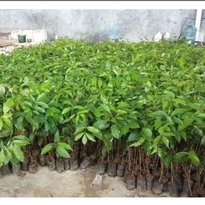 MAHOGANY TREE SEEDLINGS | MAHOGANY WOOD SEEDLINGS | MAHOGANY PLANT ...