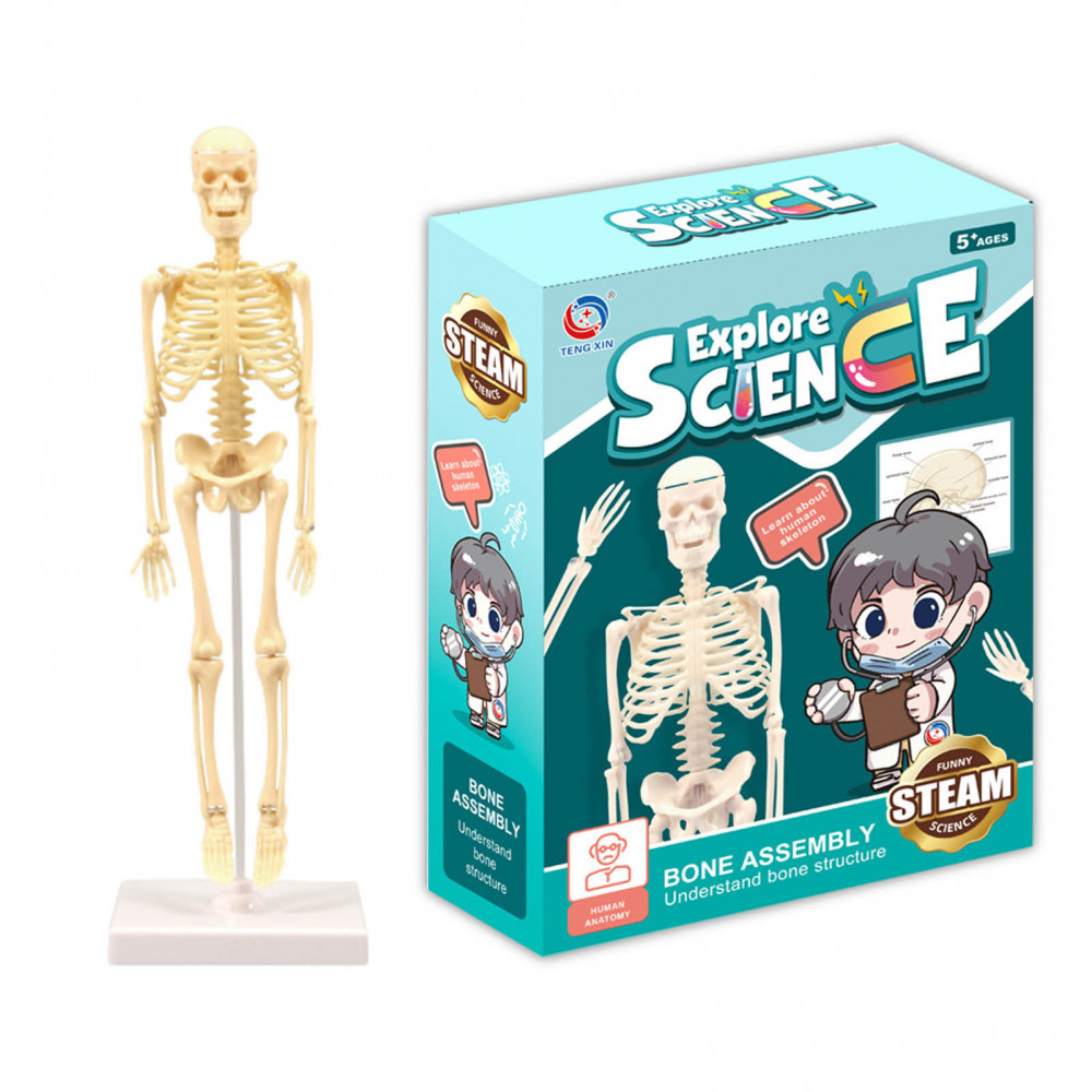 Human Skeleton Anatomy Model with Metal Stand, 13.7 inches Human ...