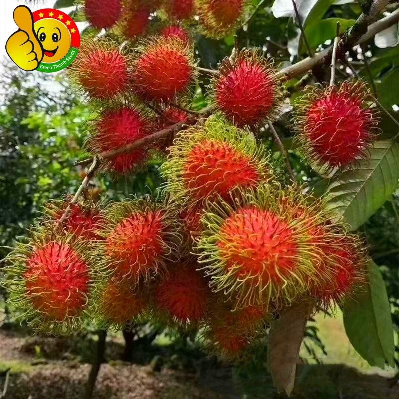 10 Pcs Rambutan Fruit Seeds for Planting Dwarf Rambutan Tree Seed Fruit ...