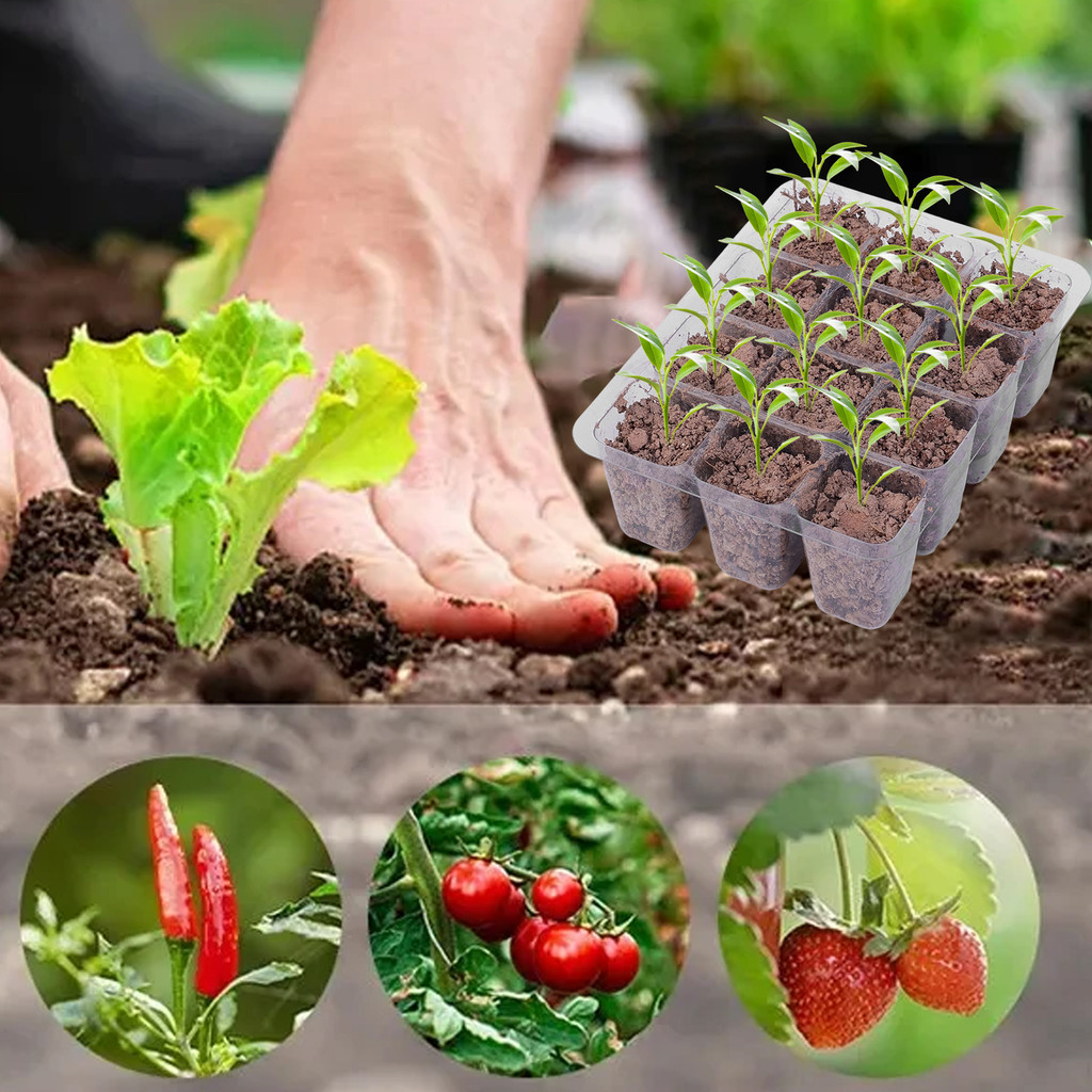 Plant Seedling Germination Promotion Cultivation Planters - Spacious 6 ...