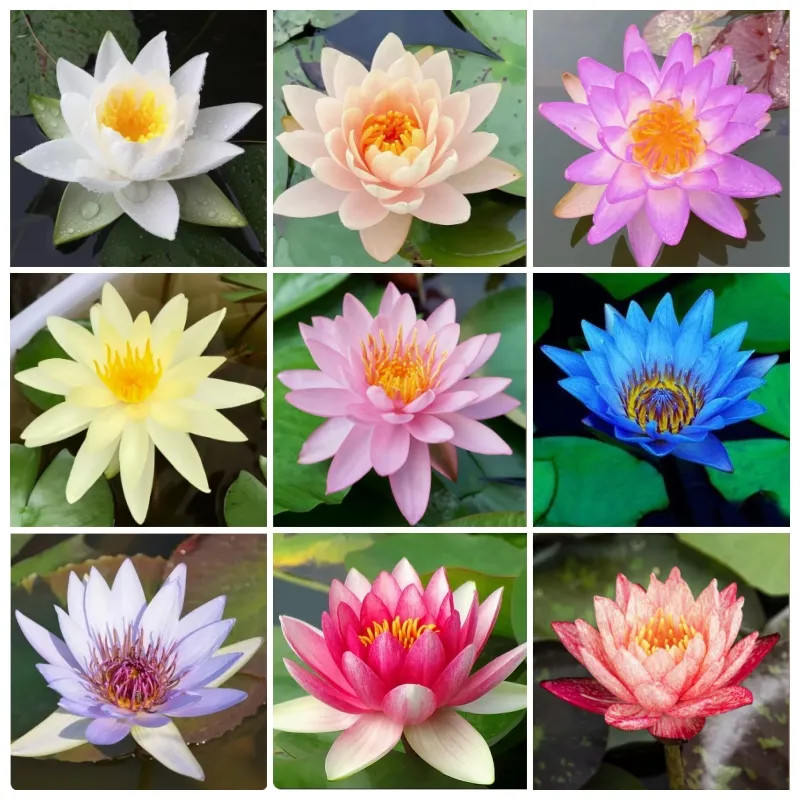 10pcs/pack Mixed Lotus Water Lily Seeds for Planting Flowers Hydroponic ...
