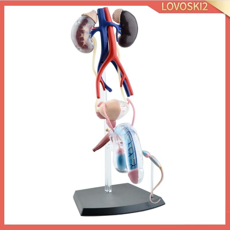 [Lovoski2] Male Reproductive System Model Human Body Assembled Model ...