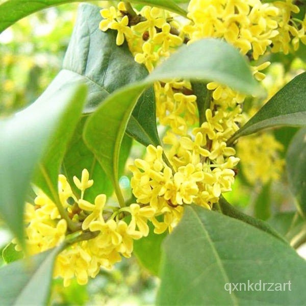 [Buy 2 Get 1 Free]Osmanthus Seeds Golden Osmanthus Agarwood Laurel Tree ...
