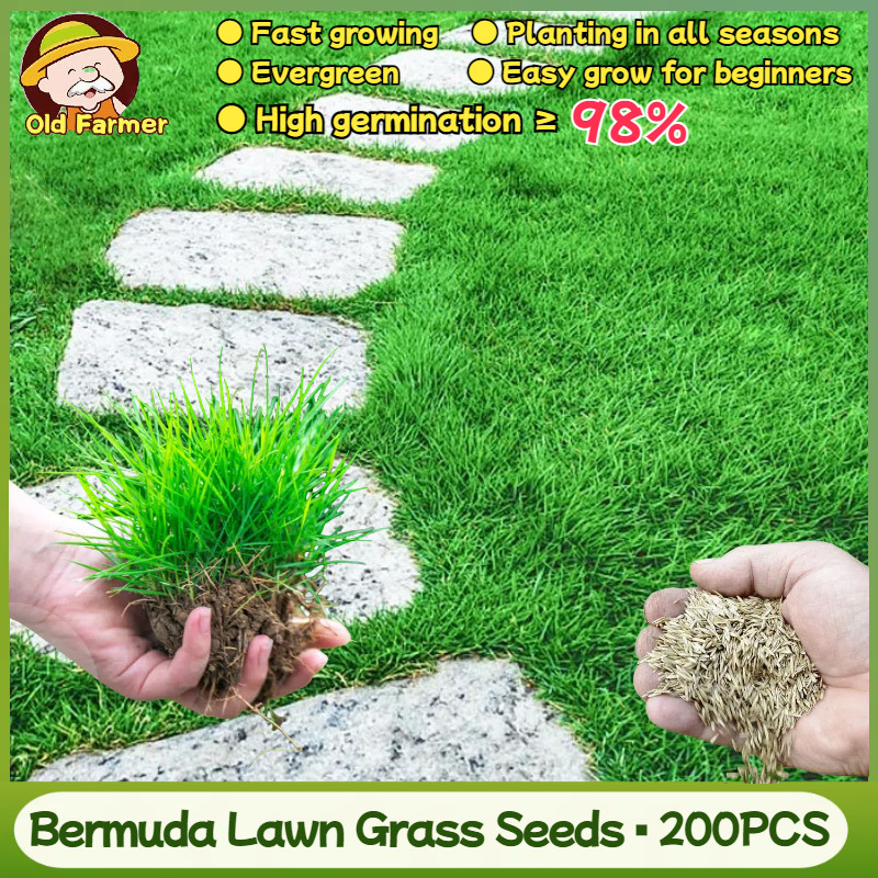Fresh Bermuda Grass Seeds for Lawn Garden (200pcs)Legit Turf Bermuda ...