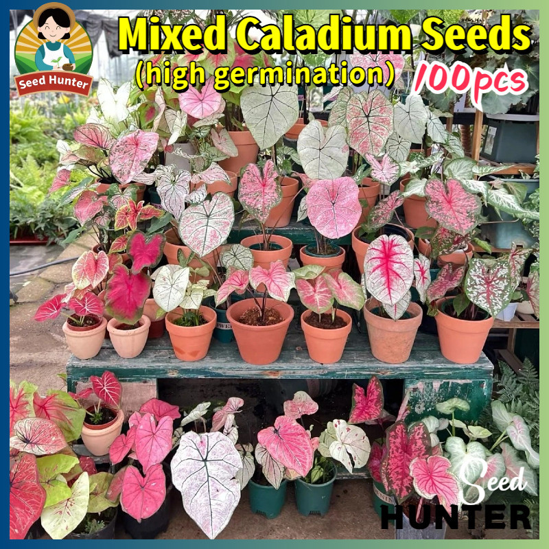 Rare Caladium Seeds (Mix Color 100 Seed) Thailand Caladium Plants ...