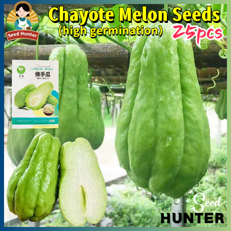 High Yield 25pcs Chayote Seeds for Planting Vegetables Chayote Melon Seeds Sayote Chayote ...