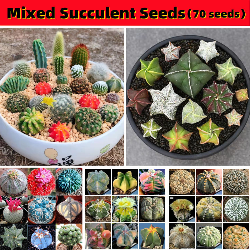 70pcs Rare Mixed Cactus Seeds for Planting Radiation Protection Flower ...