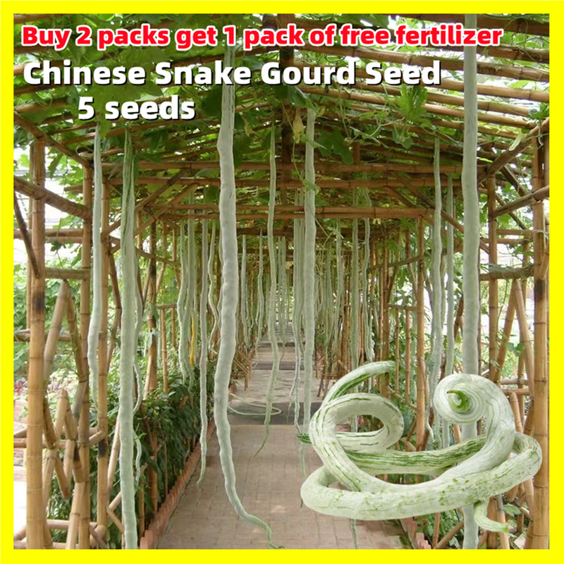 Giant Long Snake Gourd Seeds for Planting Vegetables Rare Python Snake ...