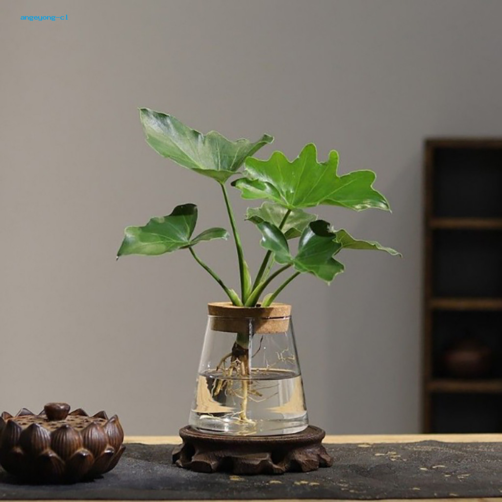 angeyong Minimalist Plant Propagation Bottle Decorative Plant ...
