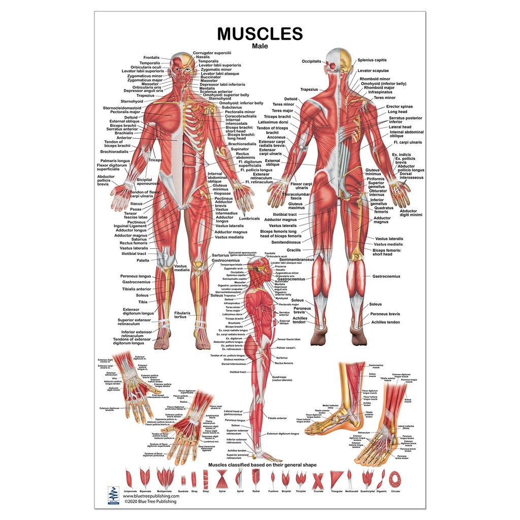 Muscles Male Poster - 2 Views 24x36inch, for Physical Fitness, Working ...