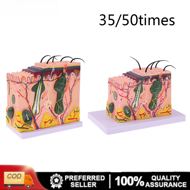 [COD] 35/imes Skin Model Human Anatomical Skin Hair Structure Enlarge ...