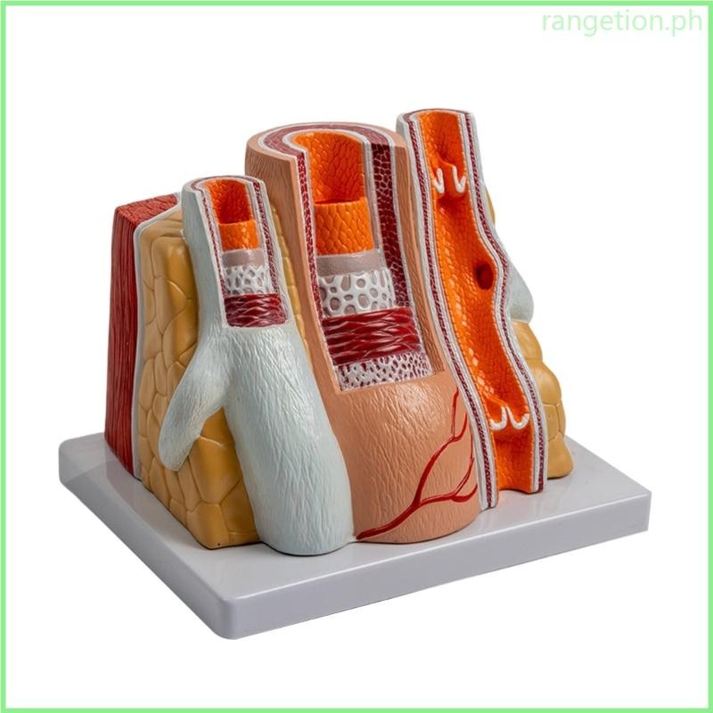 RAN Human Arteriovenous Model for Anatomy Human Artery and Vein Blood ...