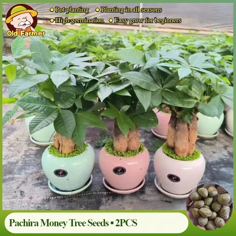 100% Original Fresh Pachira Money Tree Seeds (High germination, 2pcs ...