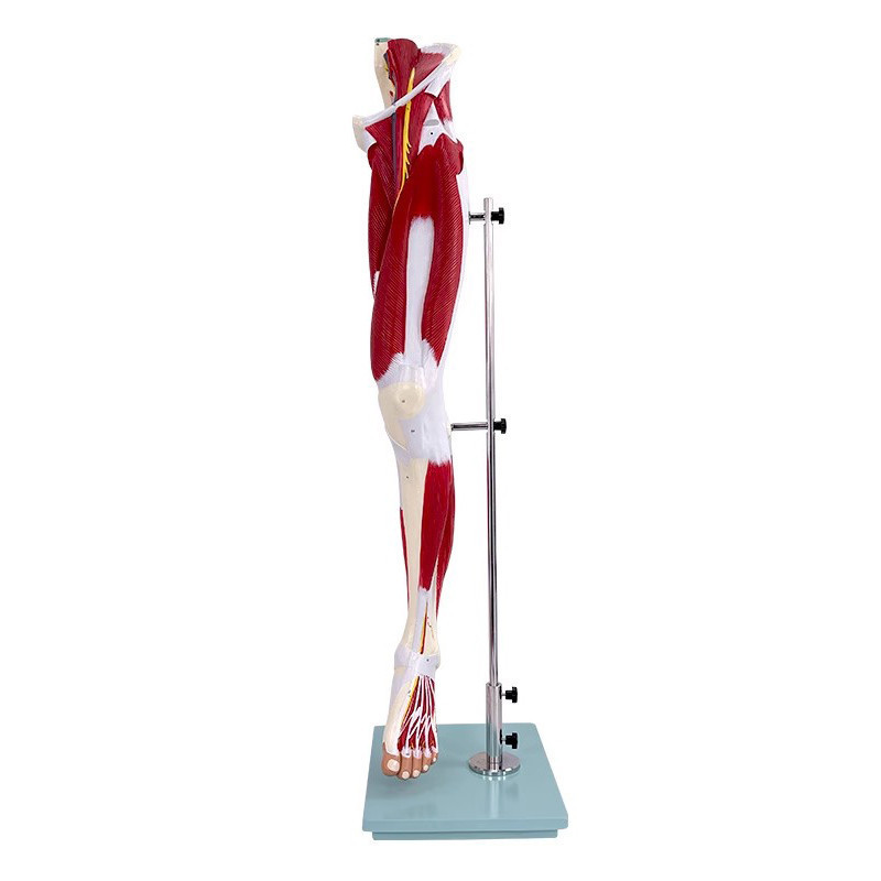 ♥Leg Muscle Anatomy Model Human Lower Limb Muscle Vascular Nerve Muscle ...