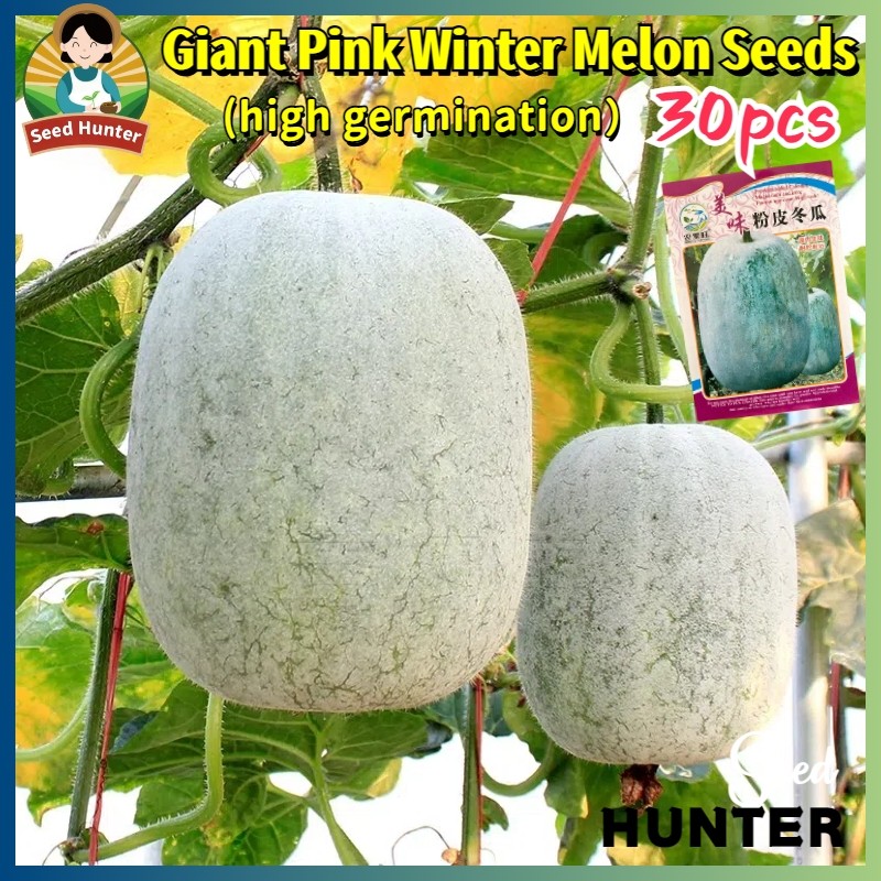 Giant Pink Winter Melon Seeds for Planting Vegetables (30 Seed) Organic ...