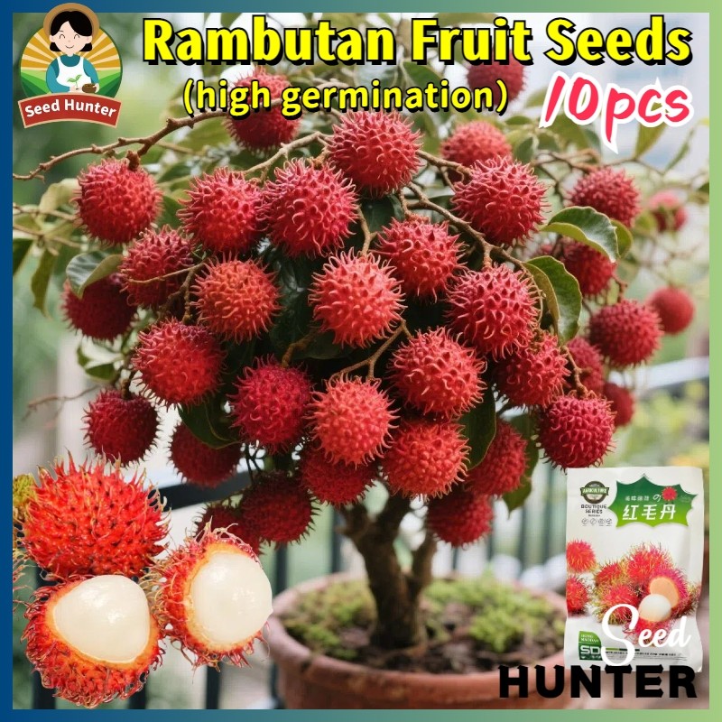 High Yield Rambutan Seeds for Sale (10 Seed) Dwarf Rambutan Tree Seeds ...