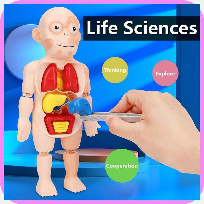 Kid]uB)Montessori>V}3D>C}Puzzle>Y}Human>p}Body>d}Anatomy>q}Model>jP}Toy ...