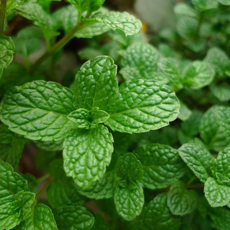 100pcs Common Mint Herbs Seeds Green Mosquito Repellent Plant Spearmint ...