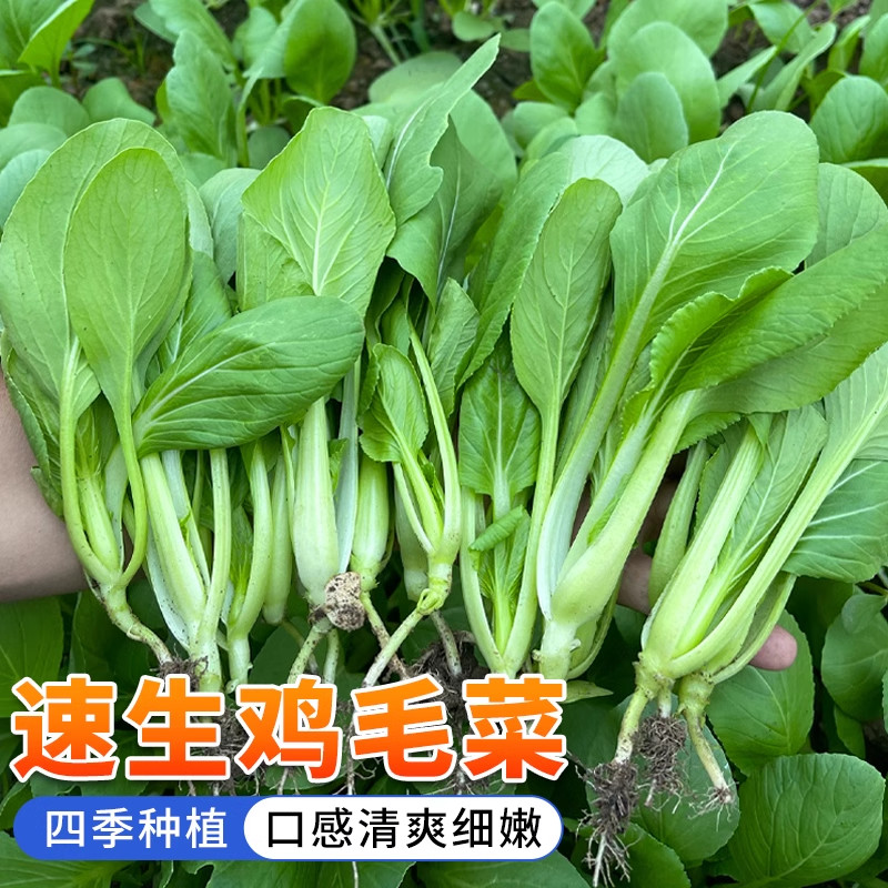 20pcs/pack Green Pak Choi Seeds for Planting Vegetables Organic Chinese ...