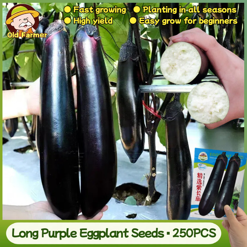 Long Purple Eggplant Seeds Talong Seeds (High Germination,250 Seeds ...