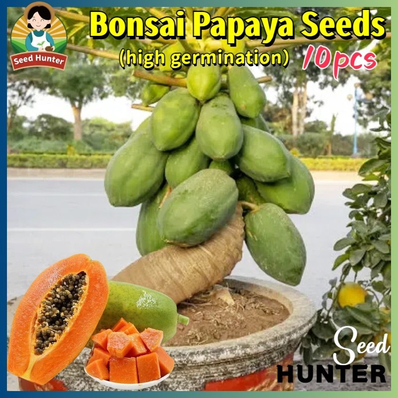 10pcs Dwarf Papaya Seeds for Planting - Potted Papaya Fruit Seeds ...