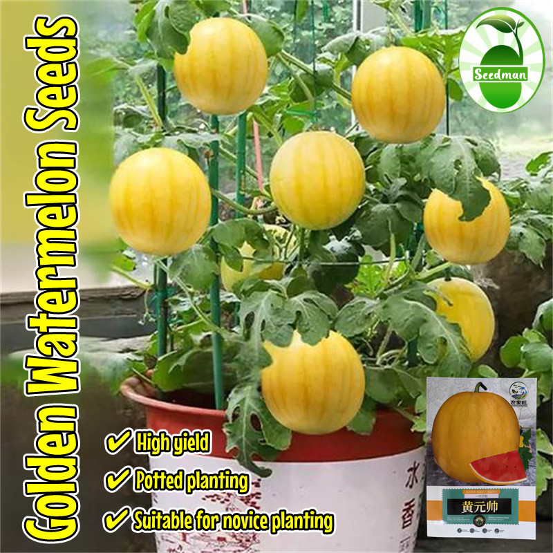20pcs Golden Watermelon Seeds for Planting Vegetables Fruit Seeds ...