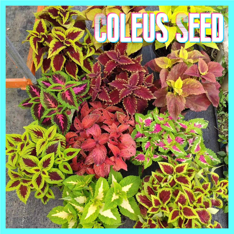50pcs Assorted Coleus Seeds for Planting Flowers Perilla Blumei Flower ...