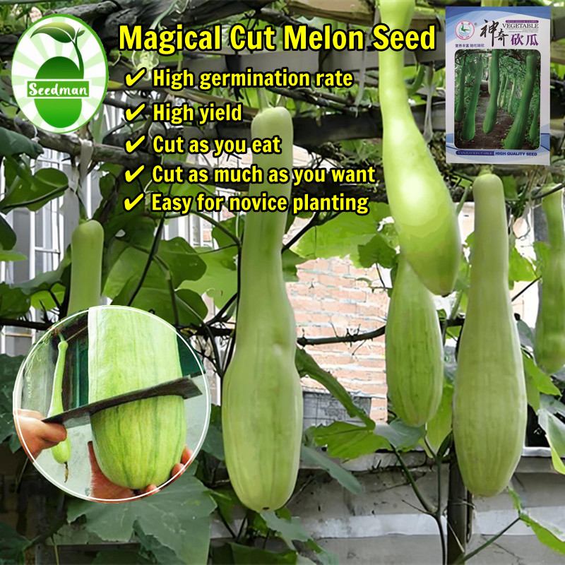 6 Seed Super Long Magical Cut Melon Seeds for Planting Vegetable Live ...