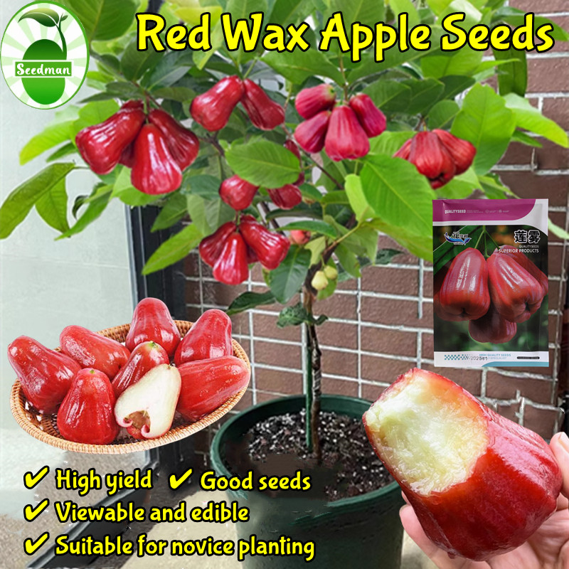 High Yield Red Wax Apple Seeds for Planting (100 Pcs/pack) Dwarf Wax ...