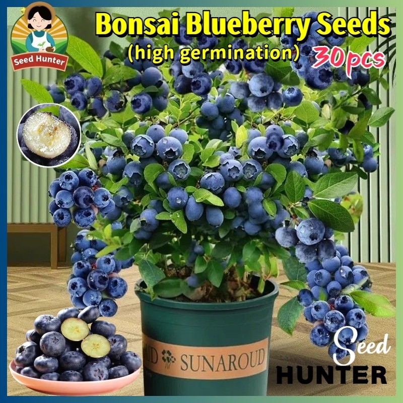 (30pcs) Dwarf Blueberry Seeds for Planting Potted Blueberry Live Plant ...