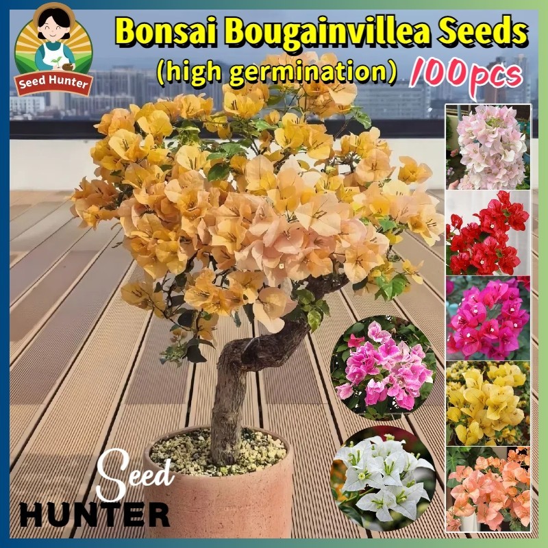 100pcs Mixed Bougainvillea Seeds For Planting Dwarf Bougainvillea