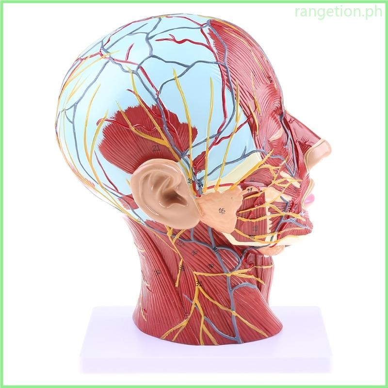 RAN Human Anatomical Half for Head Face Anatomy Medical Brain Neck ...