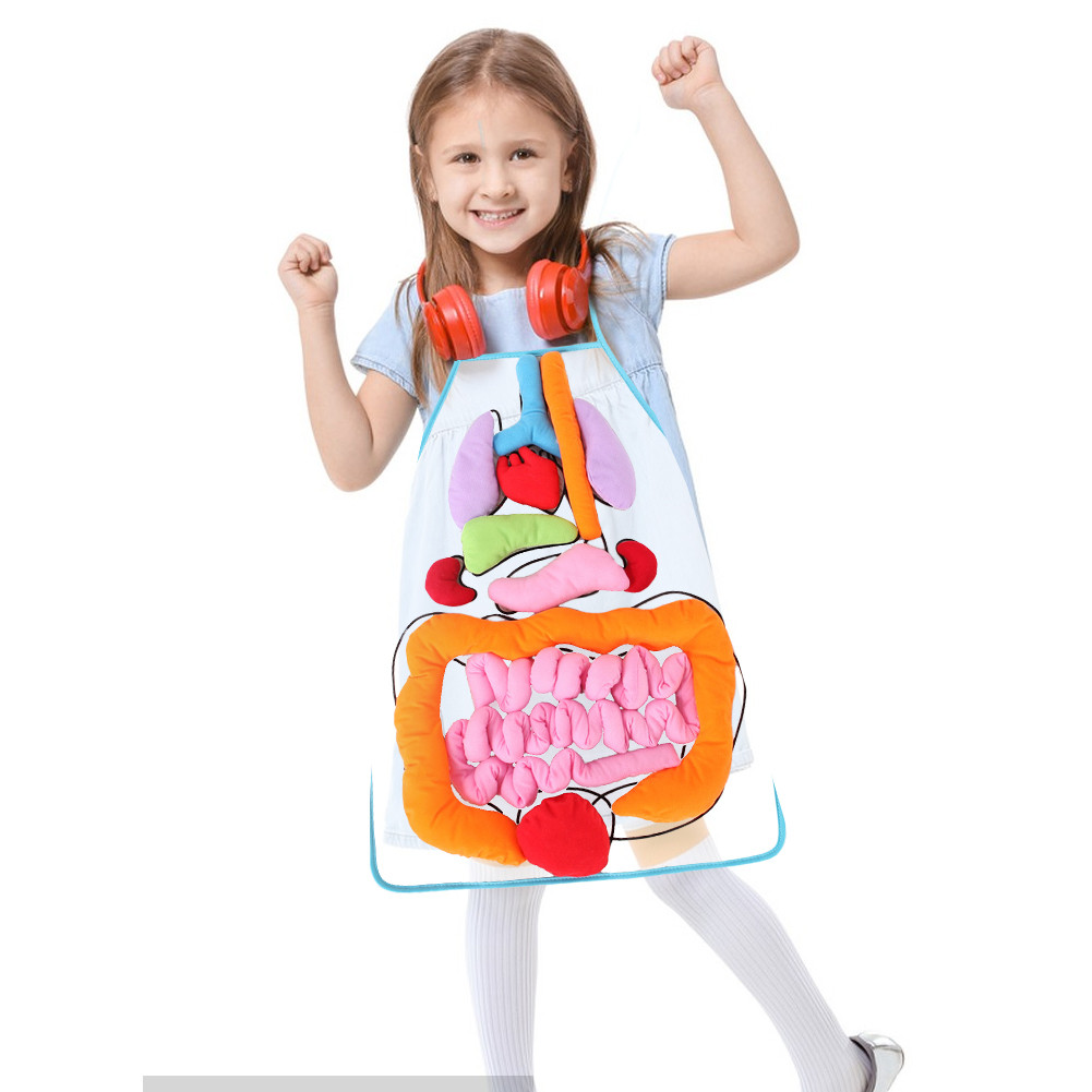 Interactive 3D Human Body Part Apron Educational Anatomy Model for Kids ...