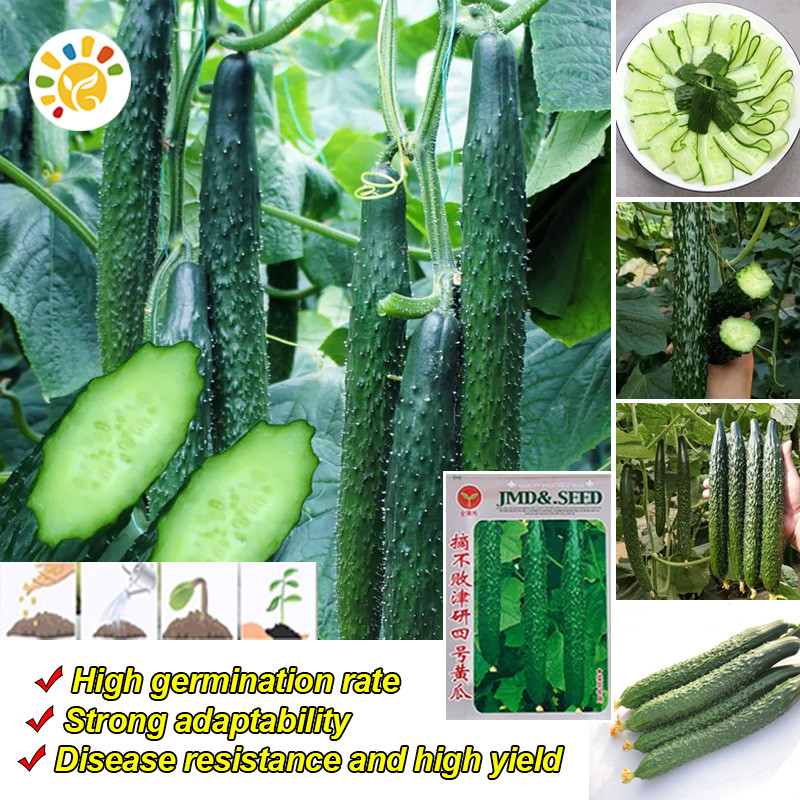 Original Long Cucumber Seeds (30 seeds) Green Cucumber Seeds for ...