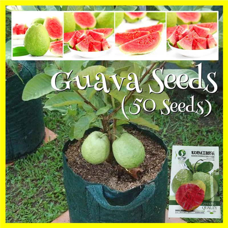 50 Seeds Sweet Red Guava Fruit Seeds for Planting Guava Fruit Tree ...