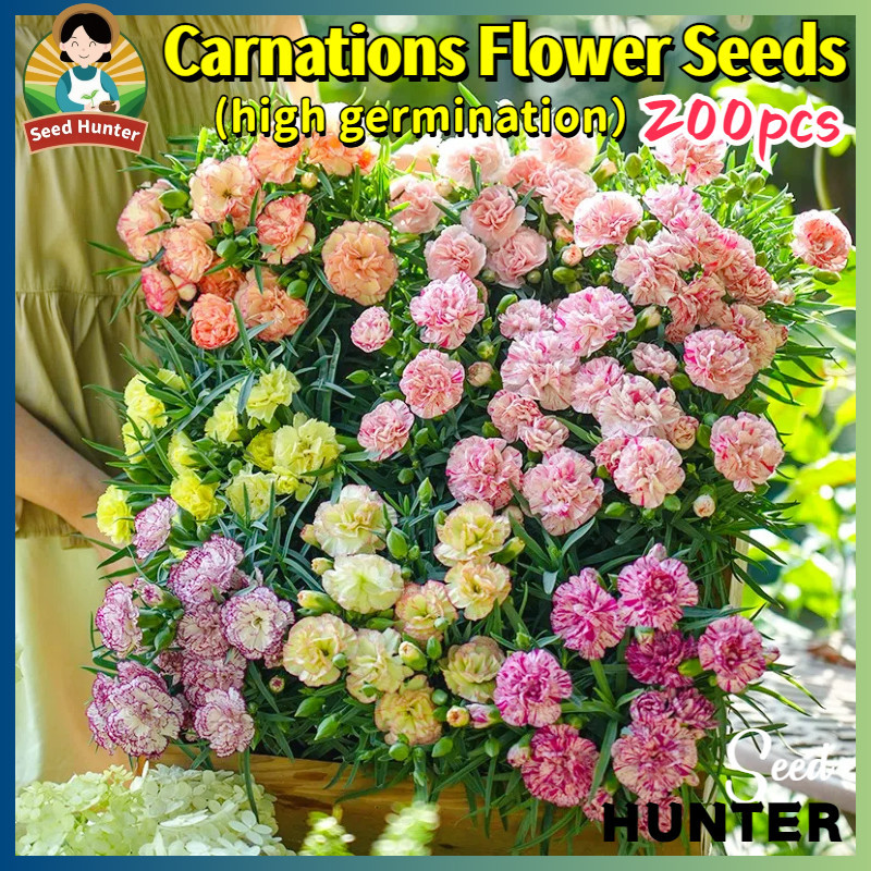 200pcs Mixed Color Carnations Flower Seeds for Gardening - Indoor ...