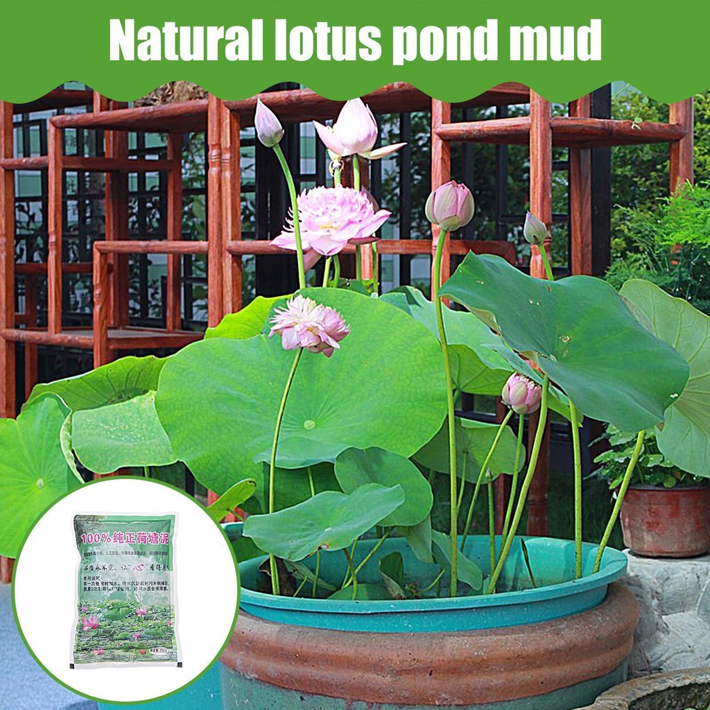 Aquatic Compost Pond Plant Soil Soil Organic-rich Natural Lotus Pond ...