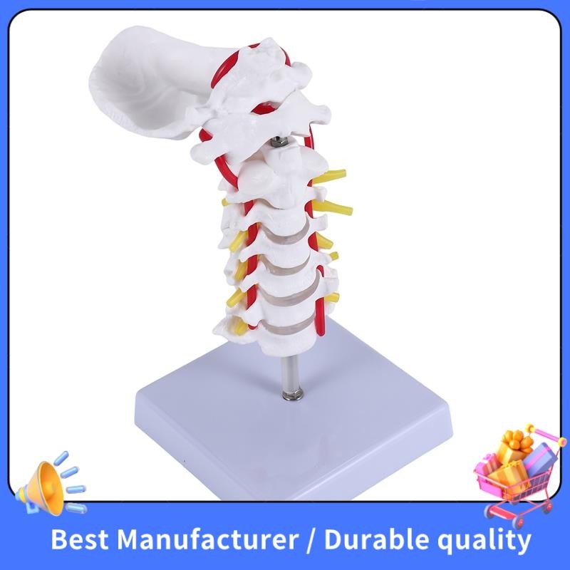 Cervical Vertebra Arteria Spine Spinal Nerves Anatomical Model Anatomy ...