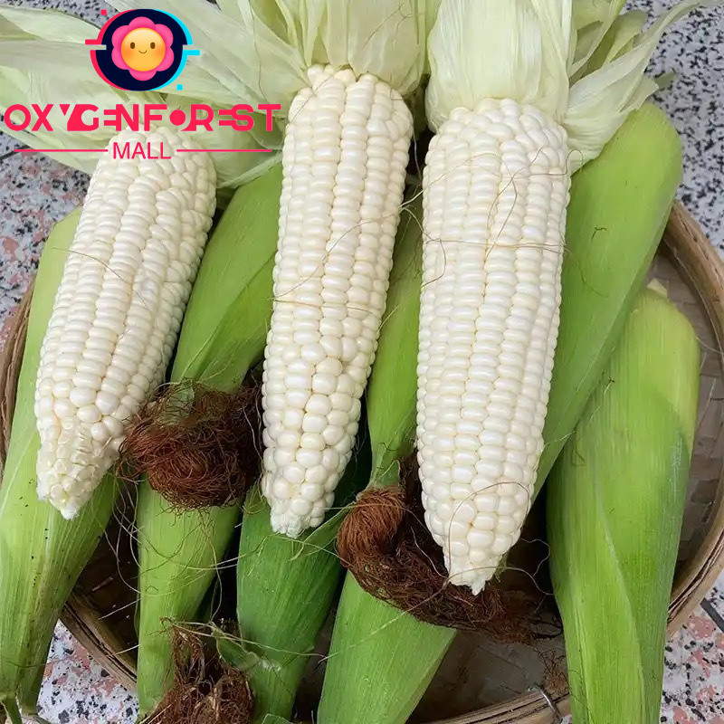 (20 SEEDS)- WHITE CORN SEEDS/LAGKITAN/EASY TO PLANT (HighYield ...